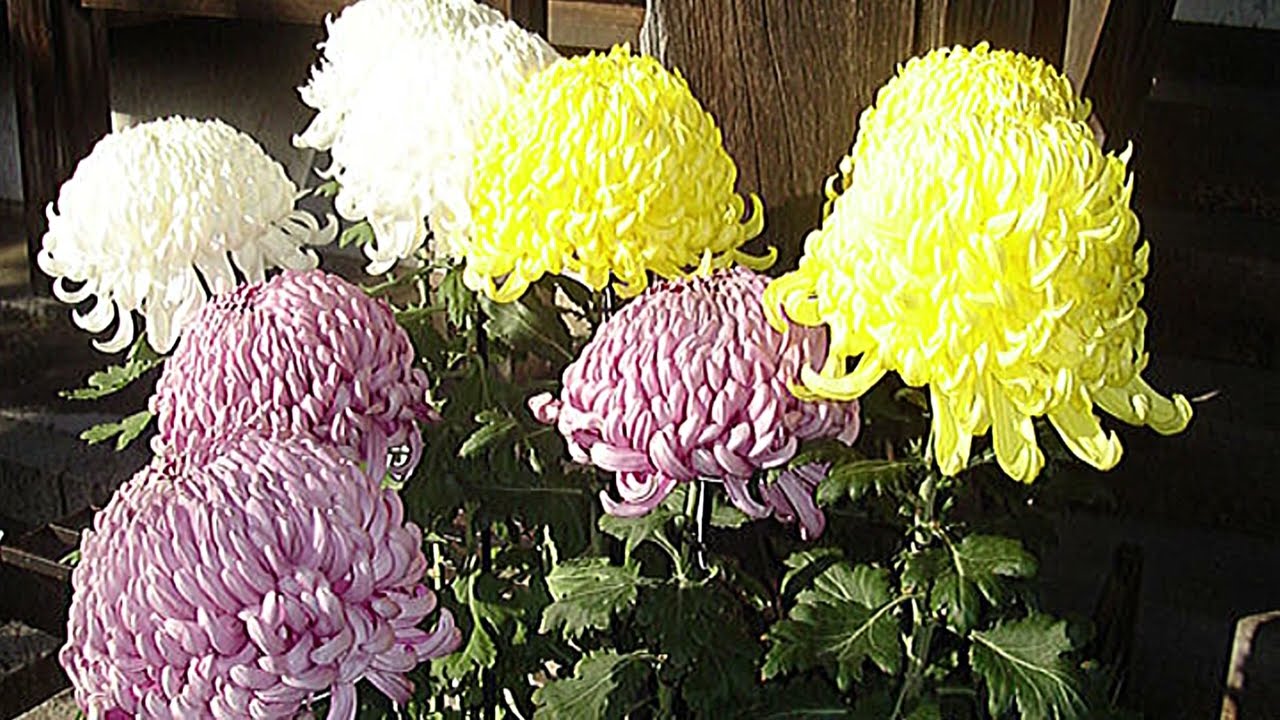 10 Beautiful Japanese Flowers and Their Meanings