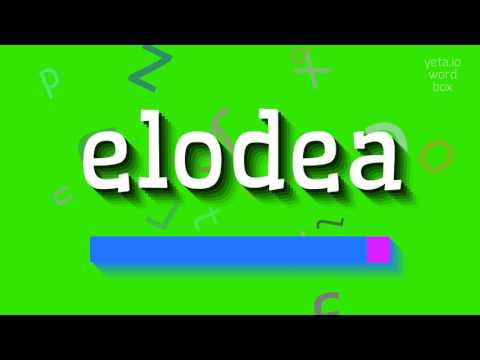 How to say "elodea"! (High Quality Voices)