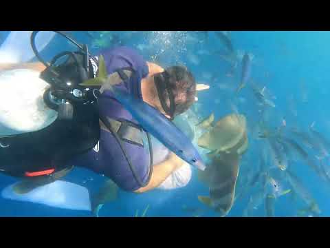Snorkeling with whale sharks at Okinawa 2024