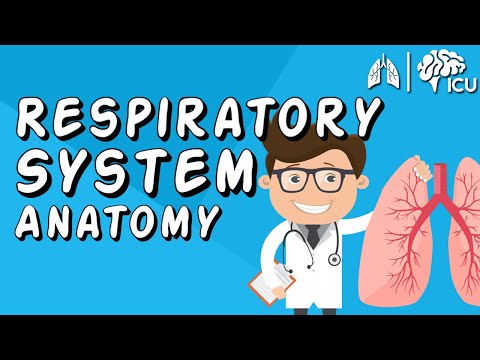 The Respiratory System CRASH COURSE Video Lecture - MCAT