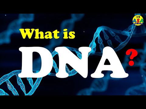 What is DNA?