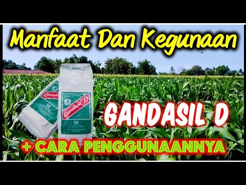 Kegunaan Dan Manfaat GANDASIL D Untuk Tanaman Jagung
