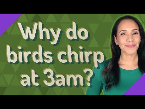 Why do birds chirp at 3am?