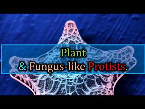 Biology. Plant & Fungus-like Protists.