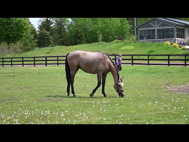 2021 Registered CSHA Filly - Hunter, Jumper, Eventer Prospect | Horses ...