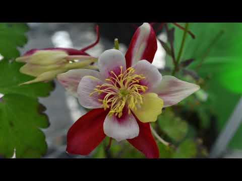 Plant Physiology - Research