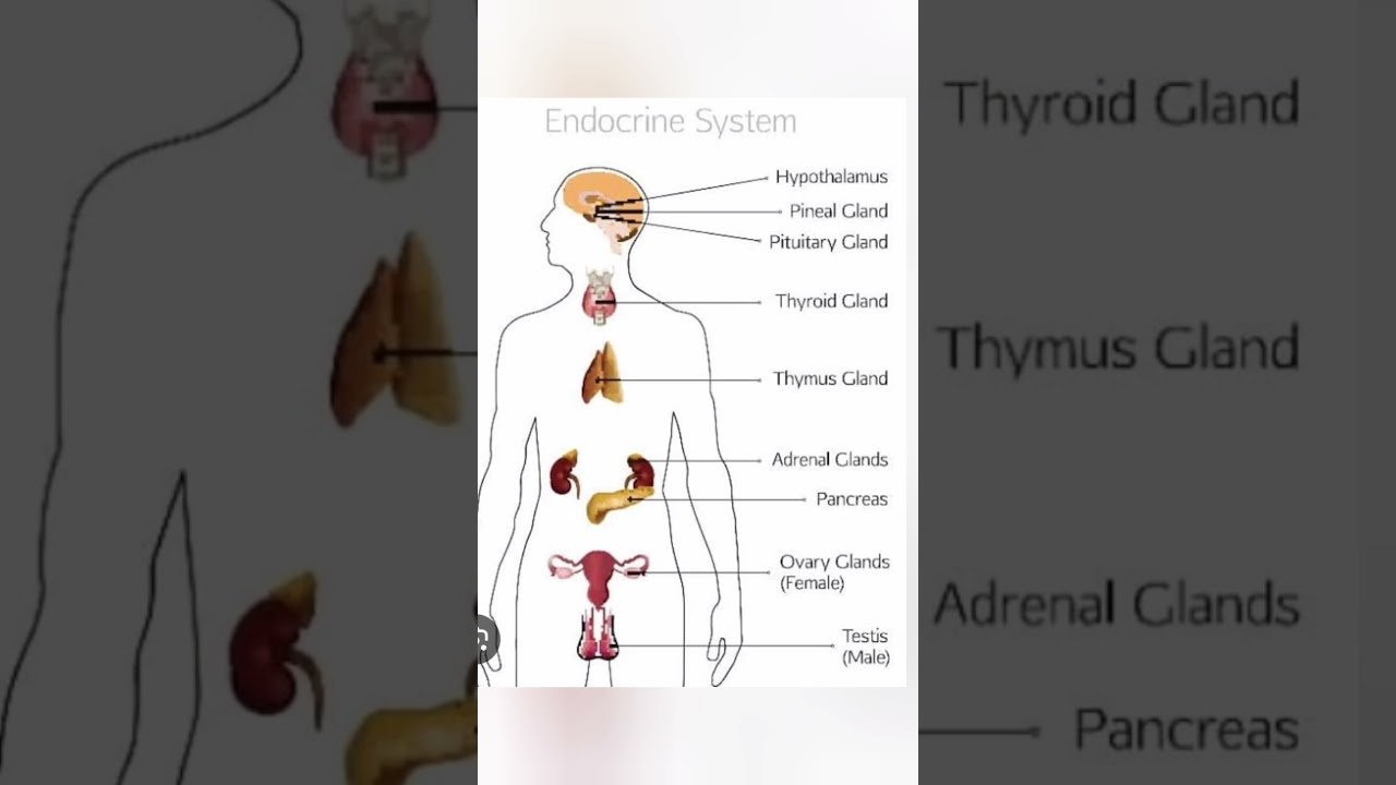 Endocrine system #Biology#🙏