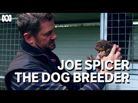 Award winning dog breeder and trial dog champion, Joe Spicer | Muster Dogs