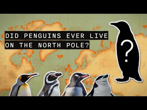 Why do penguins thrive at the North Pole instead of the South Pole?