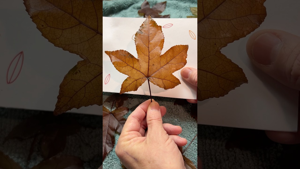 Easy Preserved Leaves! 🍁 - details in description