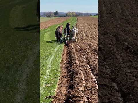 Plowing in the Amish country #lancasterpa #horsedrawn #plowing #drafthorses