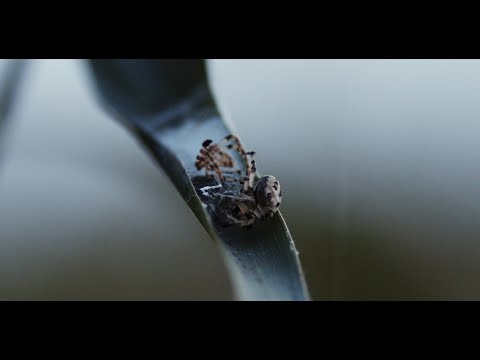 Sunset with Araneus diadematus [Cross spiders]