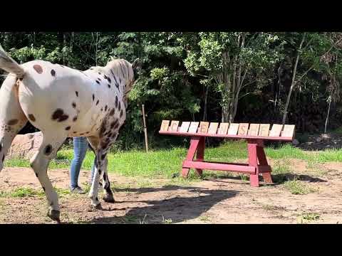 Horse who knows body parts and how to spell it .