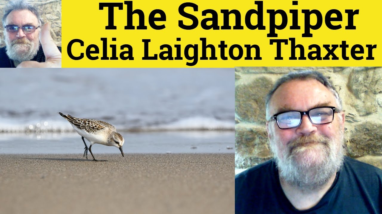 😎 The Sandpiper by Celia Laighton Thaxter Analysis - The Sandpiper by Celia Laighton Thaxter Summary