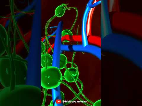 What are Lymph nodes?