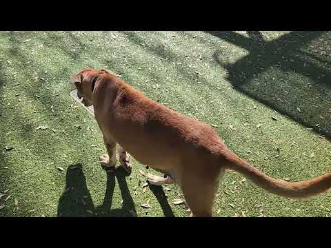 Tina 6016 #austinanimalcenter #labradorretriever