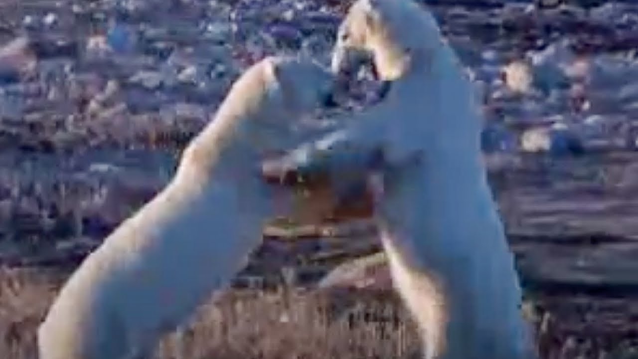 Polar Bear Play Fight! | BBC Studios