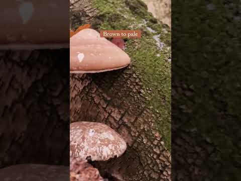 The fantastic birch Polypore #mushroom #foraging