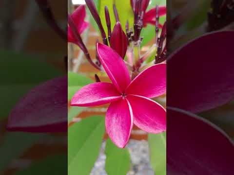 plumeria flower #shorts #flower #plumeria #florida #tree