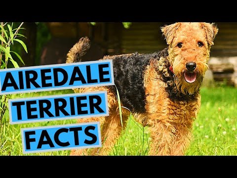 Airedale Terrier Dog Breed - Facts and Info