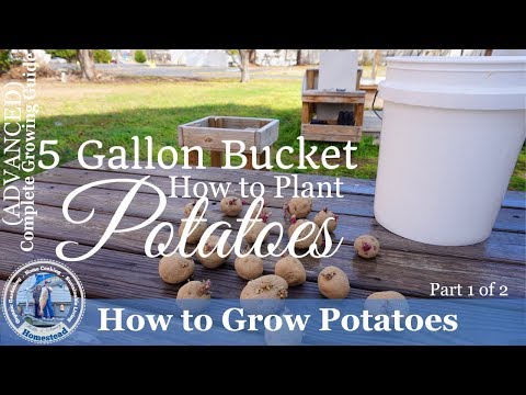 How to grow Irish Potatoes in Buckets (Better yields for your Backyard ...