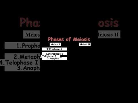 Phases of Meiosis 1 and Meiosis 2 I Watch Full on https://youtu.be/7AQIlLCT3ps?si=exQ_cOjZ3hieqJ6H