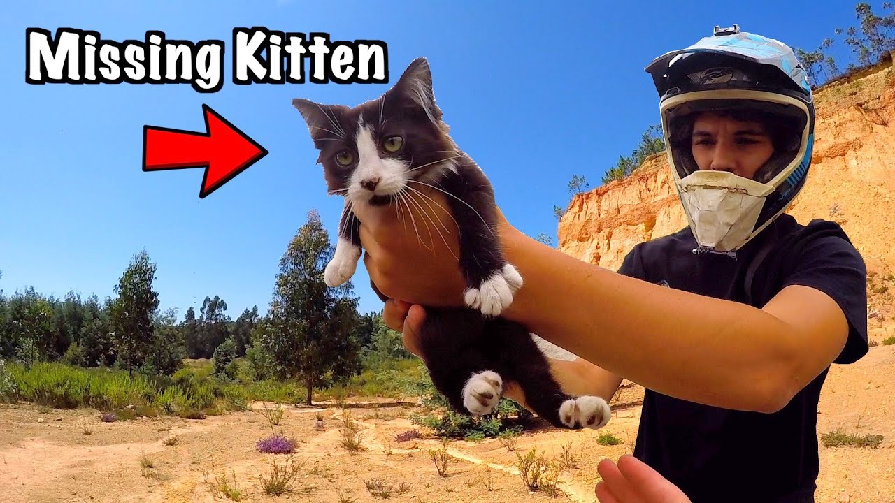 Found Missing Kitten In The Desert (Alone and Hungry) *HAPPY ENDING*
