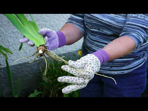 How-to video on Iris dividing and replanting.