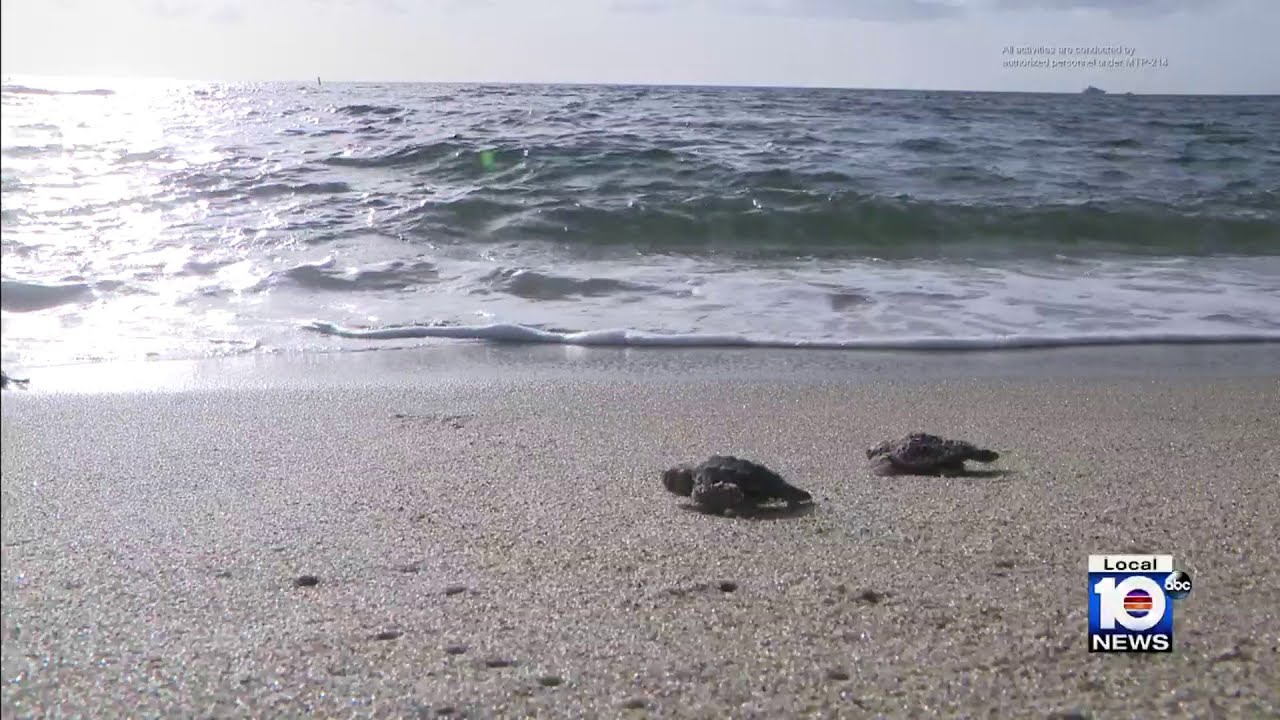 Broward's Sea Turtle Conservation program helping keep dwindling species alive