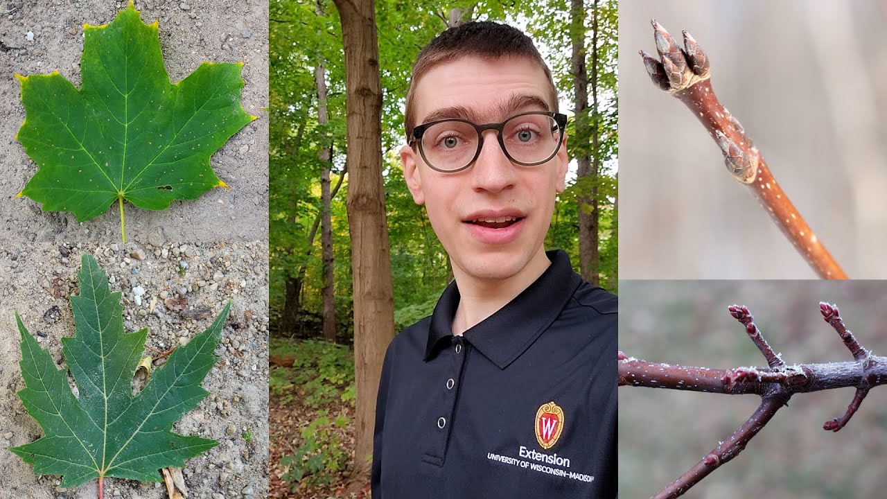 Maple Tree Identification (Leaves, Buds, & Samaras)