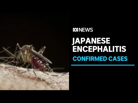 Seven cases of mosquito-borne Japanese encephalitis confirmed in Australia | ABC News