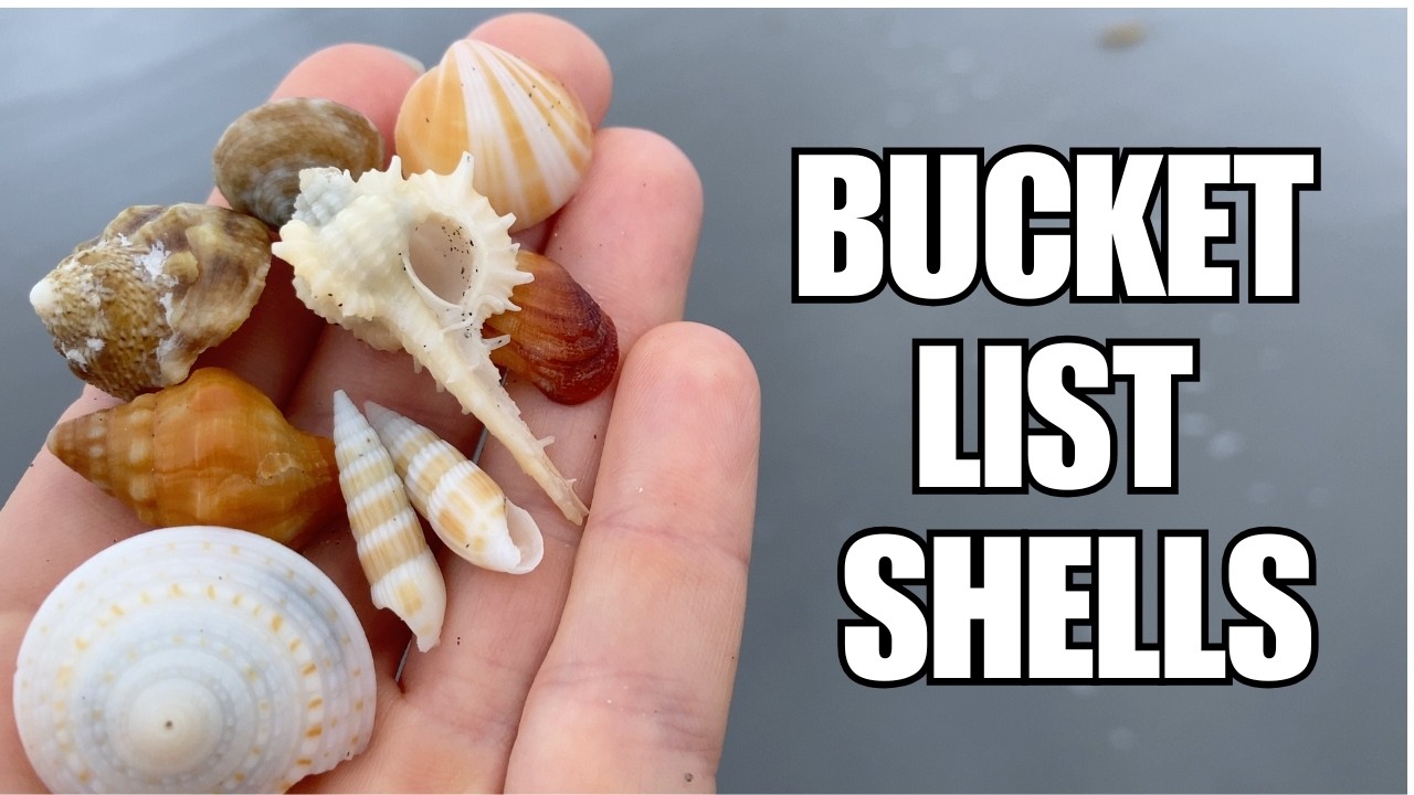 I found multiple bucket list shells! It was worth the cross-state drive (this time).