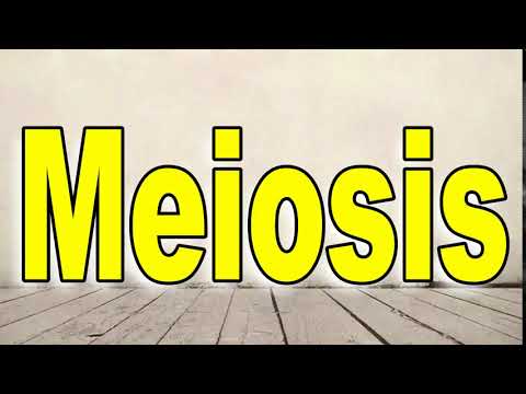 How to Pronounce Meiosis