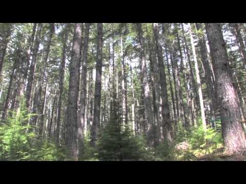 FSC Wood: Specifications & LEED®