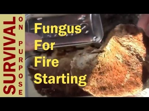 Charred Fungus For Tinder - Natural Fire Resources