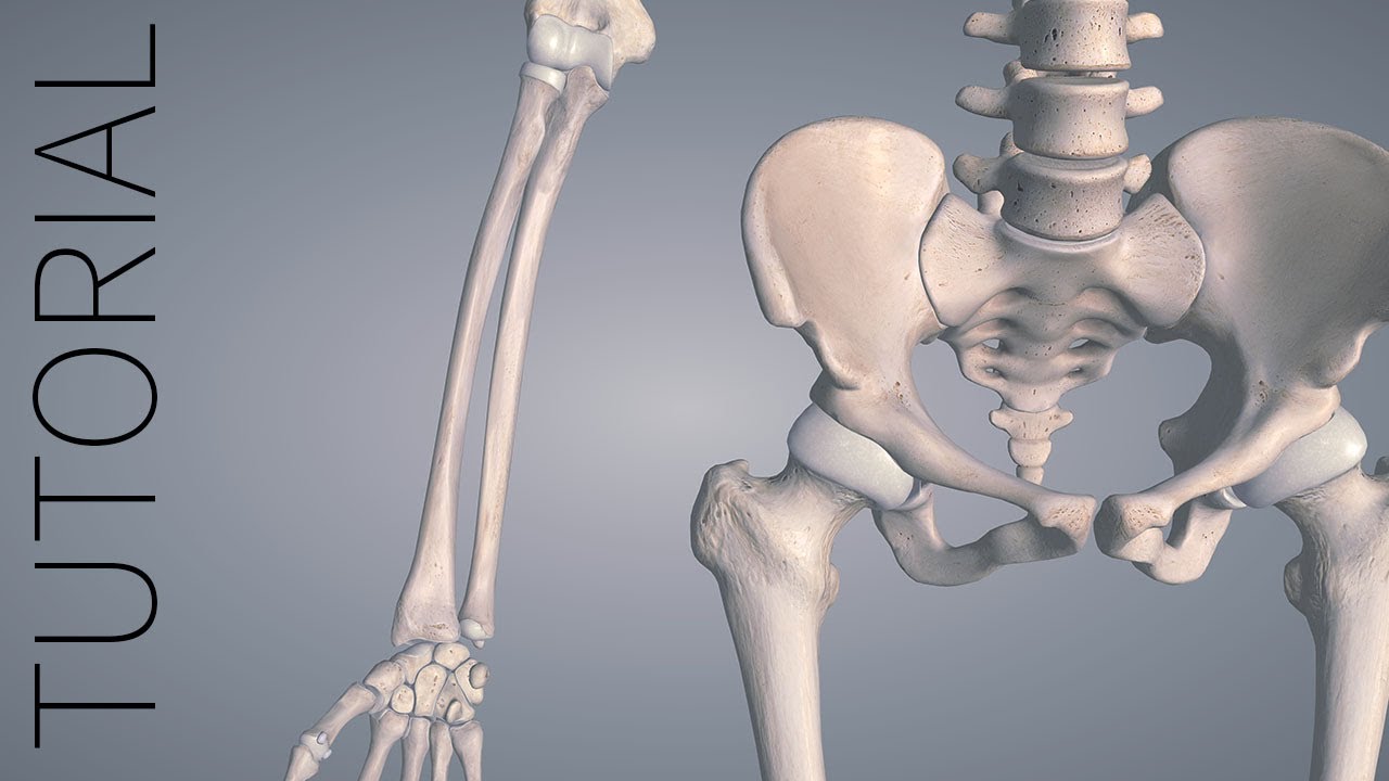 Home and Reset - Essential Anatomy 5 Tutorial