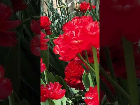 Red tulips are often associated with love, romance, and passion. Beyond their romantic connotations