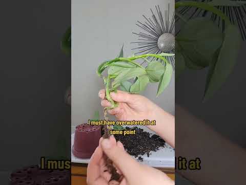 Here's what happened to my silver sword philodendron #plants #plantcare #houseplants #shorts