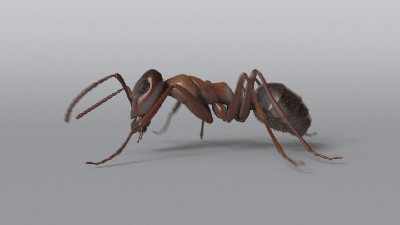 Ant walk cycle