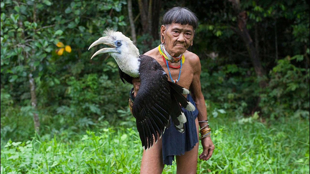 The Penan Tribe: Resilience and Survival in Borneo's Rainforest | Galaxy.ai