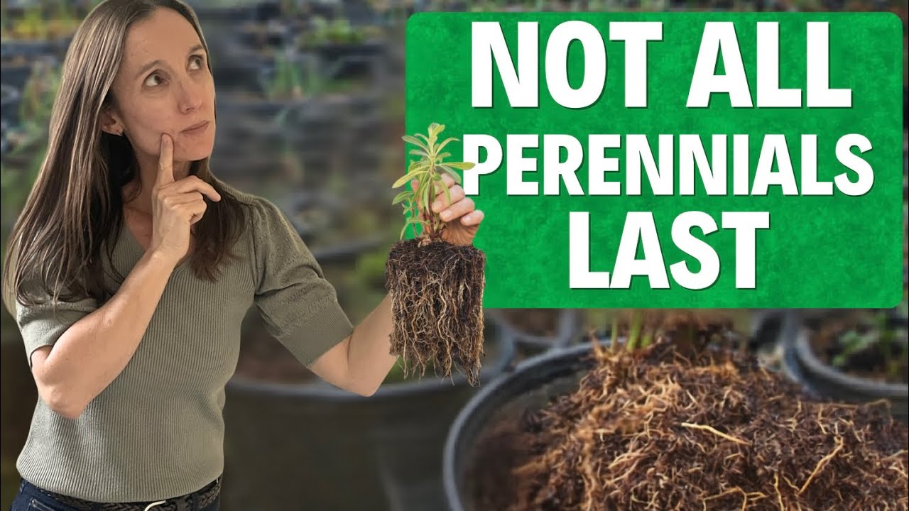 Why Some Perennials Last… and Others Don’t