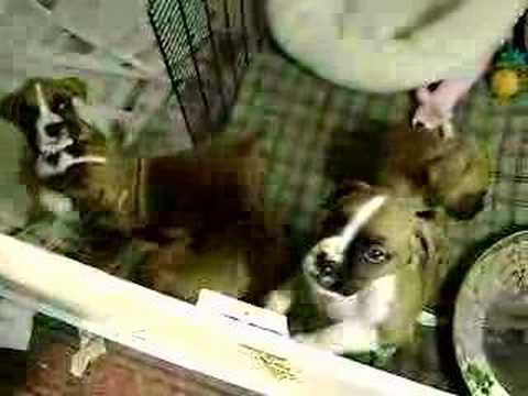 puppy riot
