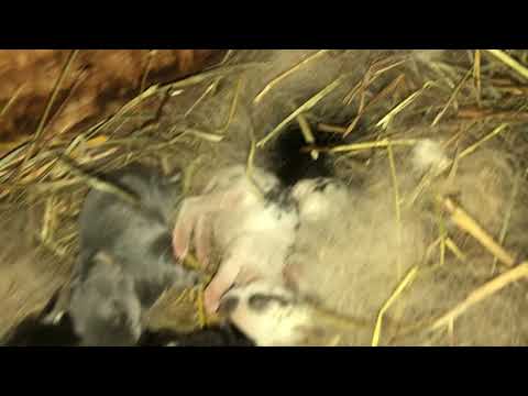 Baby rabbits are called kits or kittens