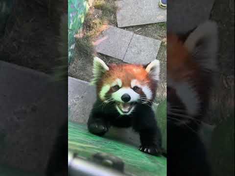 How does a red panda bark or make noise??
