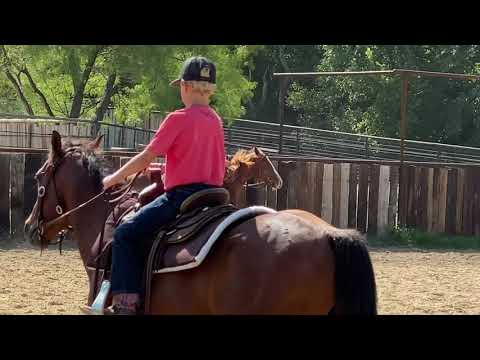 » Mecom Blue bred filly Traci Davis