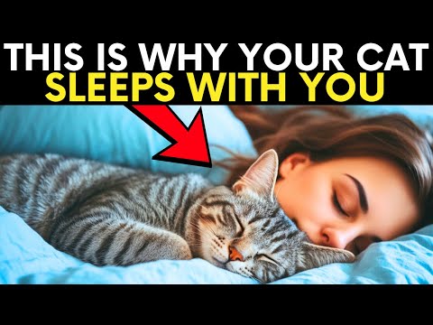 If Your Cat Sleeps With You, Theyβre Trying to Tell You This!