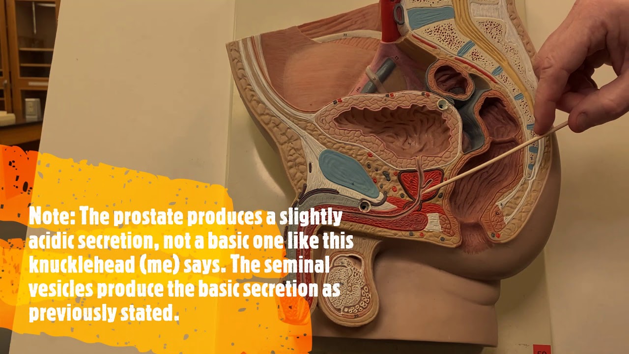 Male reproductive model video