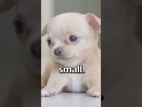 IS THIS the SMALLEST PUPPY Ever ???? | Wholesome Moments