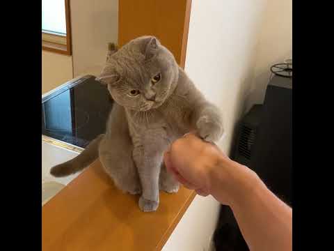 British shorthair cat punches
