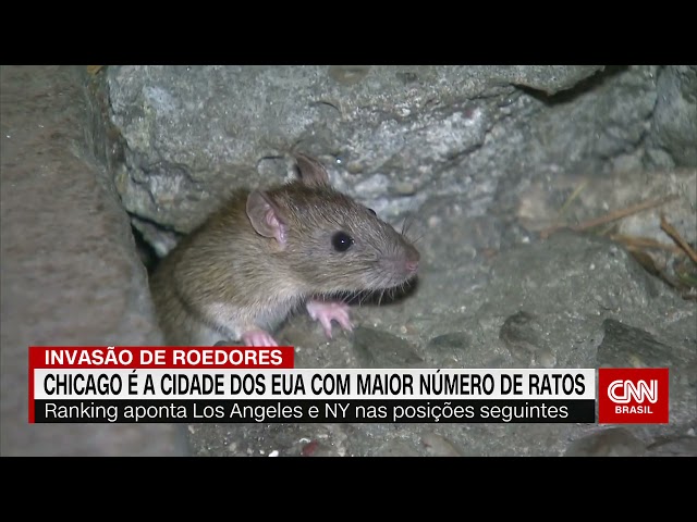 Pelo sexto ano consecutivo, Chicago é a cidade com mais ratos nos EUA ...